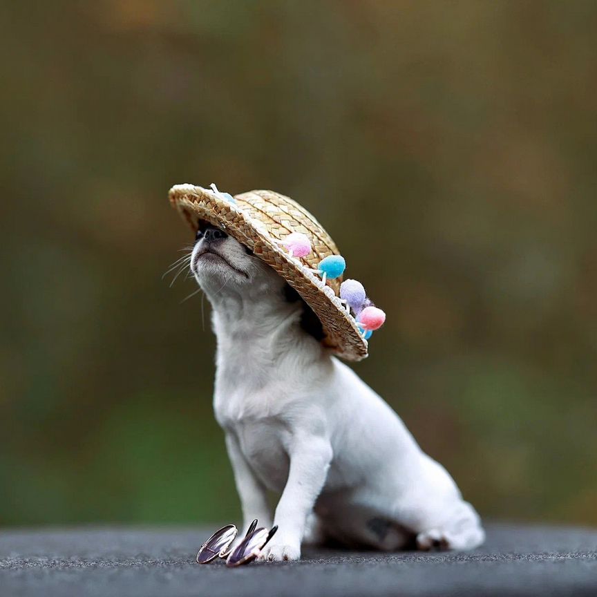 Чихуахуа девочка