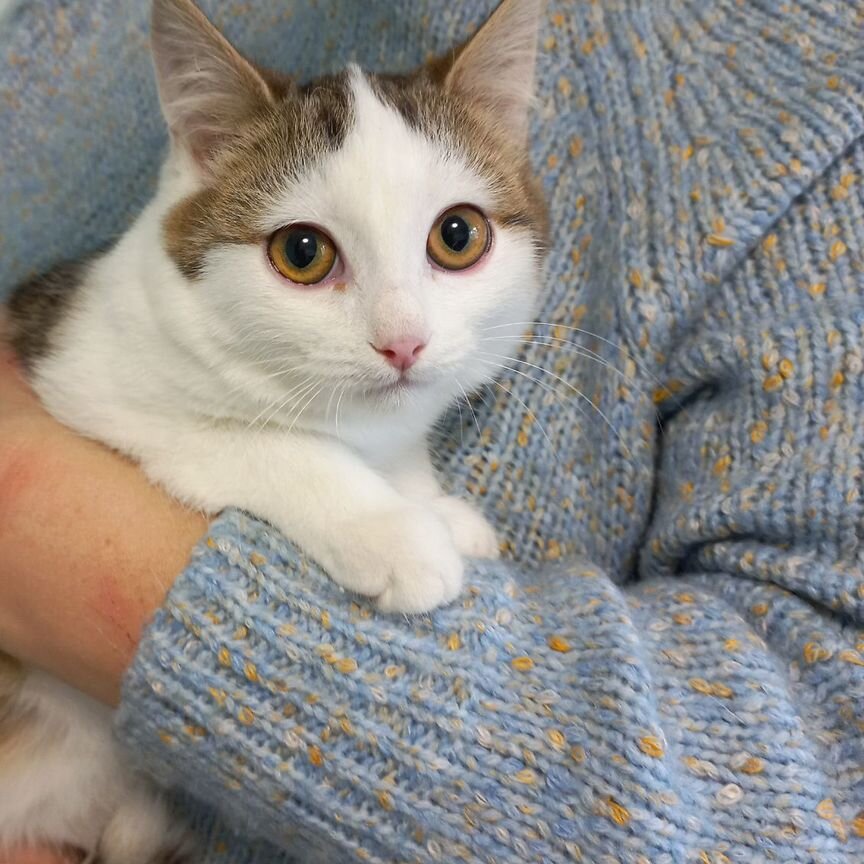 Малышка Лика