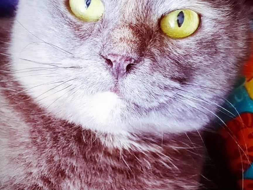 Кошка Акварелька