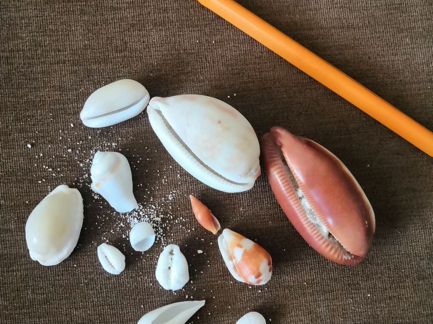 Ракушки бесплатно