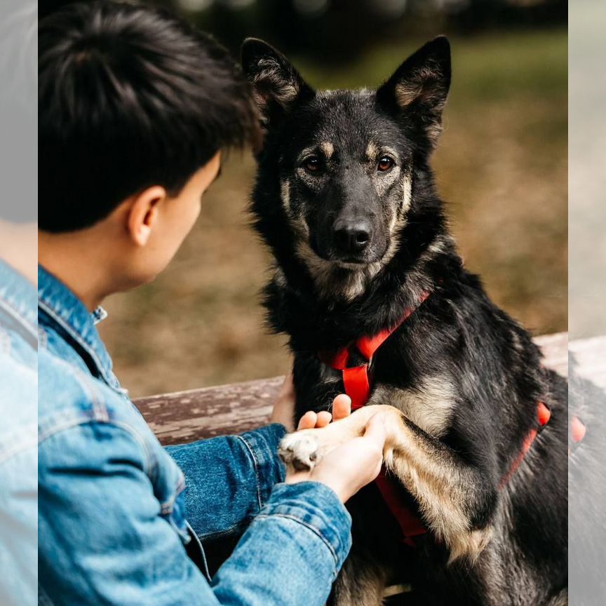 Взрослая собака в добрые руки