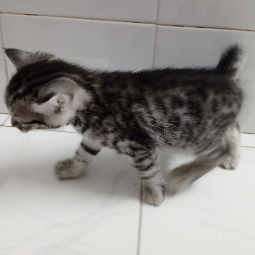 Котёнок в добрые руки