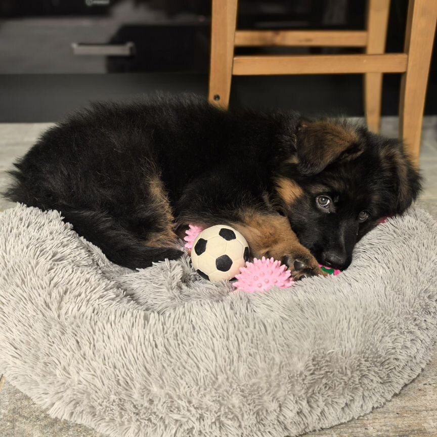 Немецкая овчарка, щенок