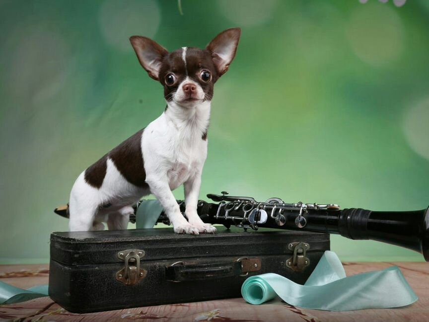 Чихуахуа мини мальчик 6лет для вязки