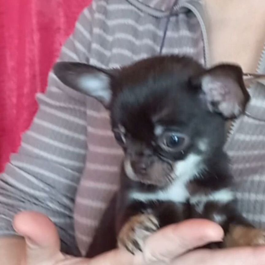 Чихуахуа, щенок