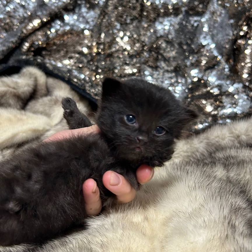 Британские вислоухие котята бесплатно