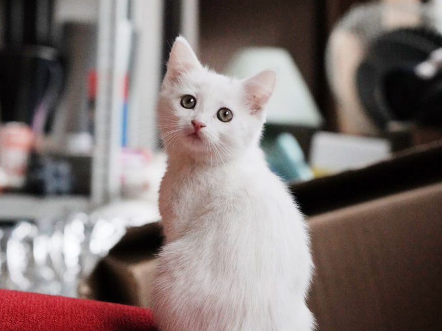 Белоснежные котята ищут дом