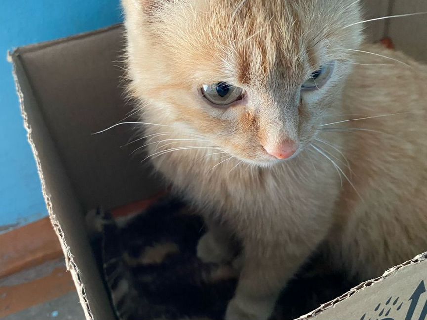 Кошечка молодая ищет хозяев