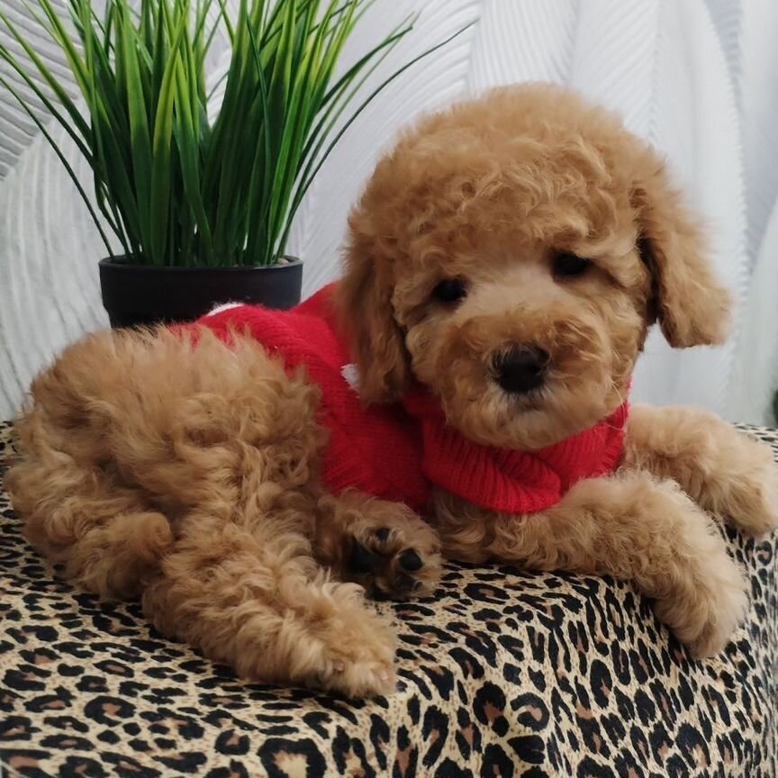 Мальчик мальтипу