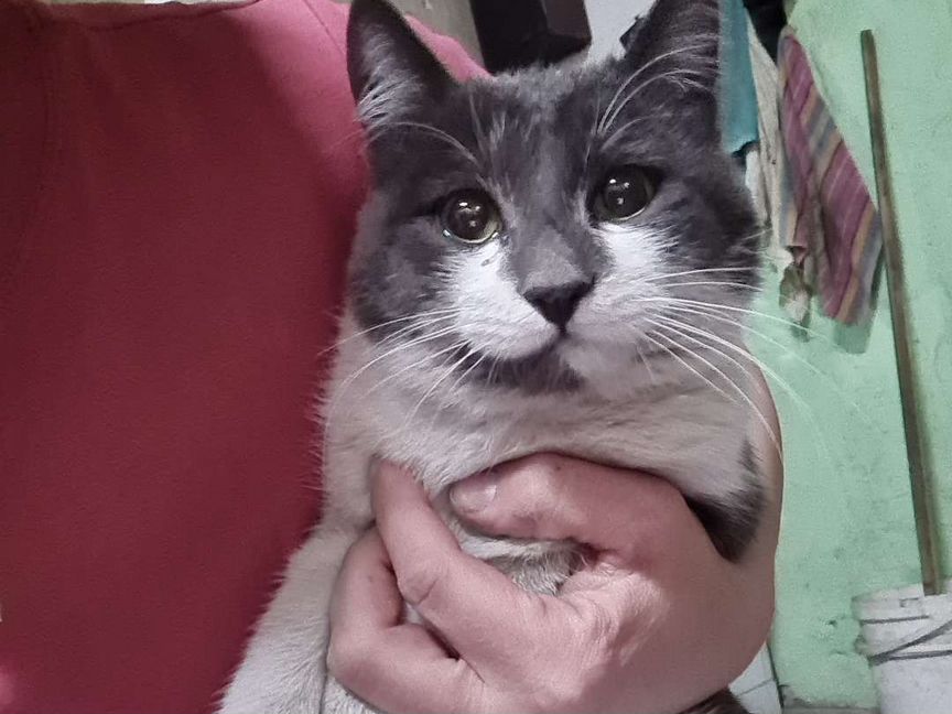 Котик в добрые руки