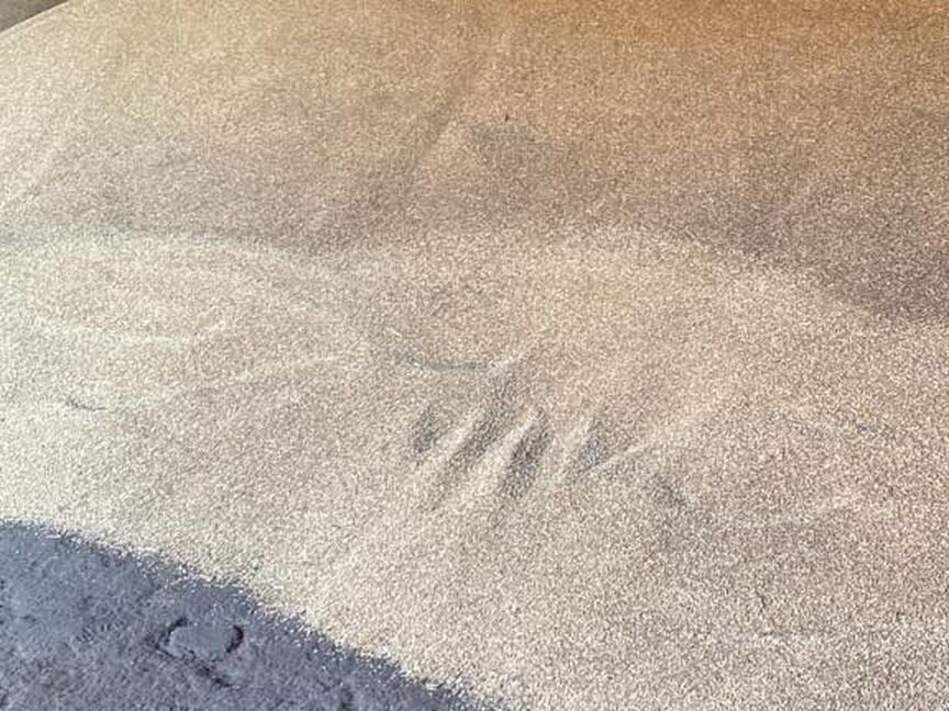 Ячмень сухой, ощищенный