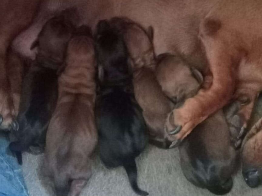 Щенки таксы