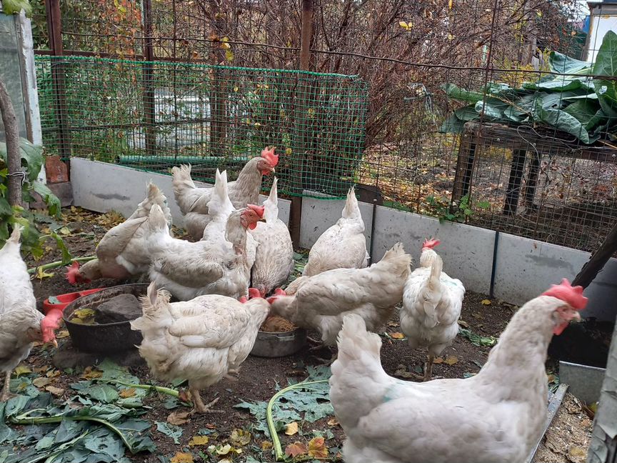 Куры несушки