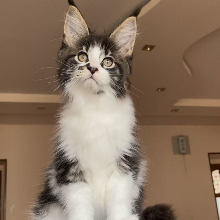 Котята мейн-кун