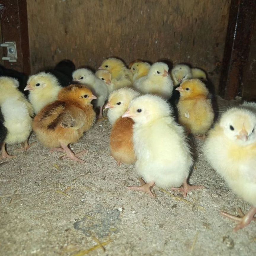 Продам цыплят