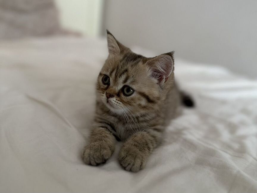 Шотландские котята