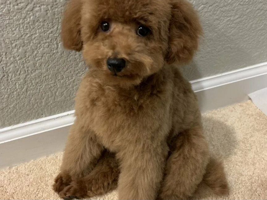 Мальтипу ред браун мальчики и девочки