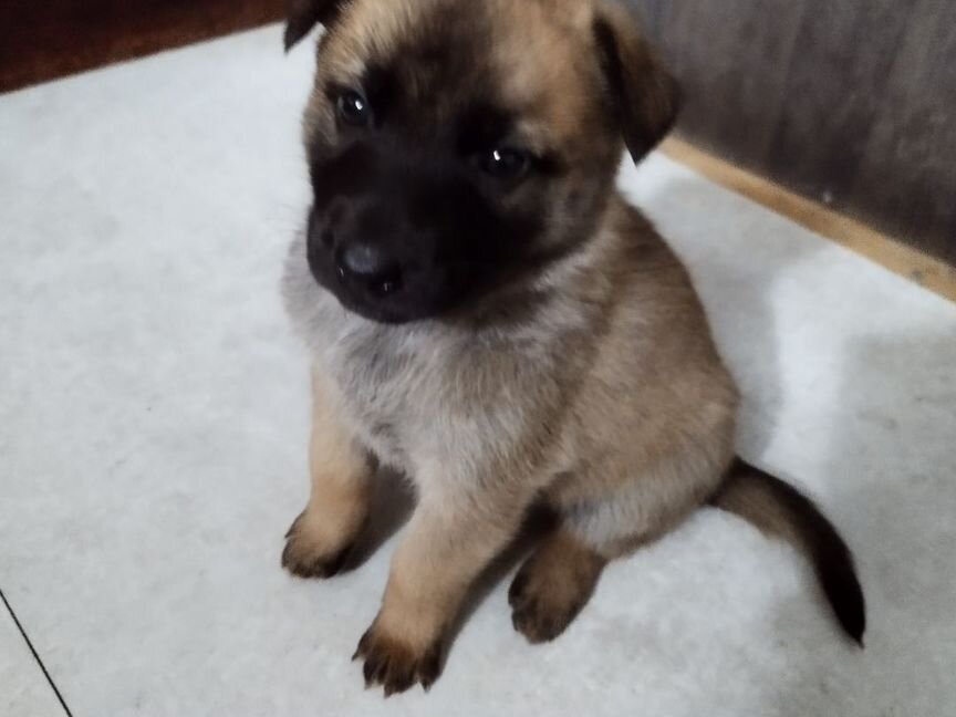 Щенок в добрые руки бесплатно