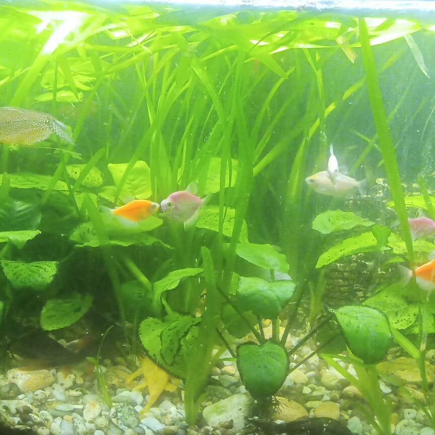 Валиснерия прополка