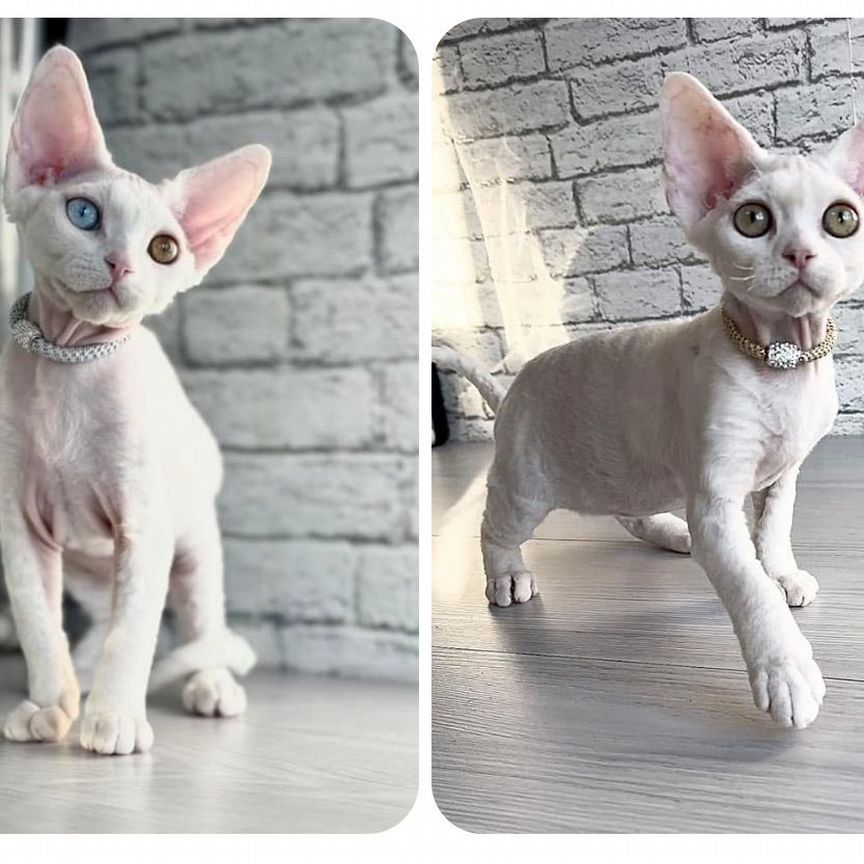 Котята девон-рекс