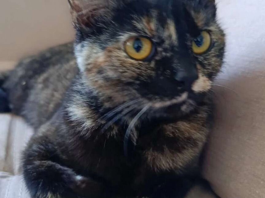 Кошка в дар