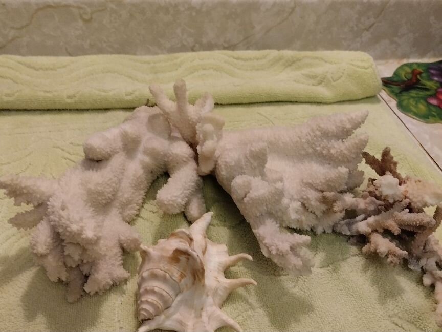 Кораллы Стагхорн и раковина из Тихого океана