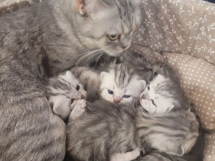 Шотландские котята, вислоухие, прямоухие