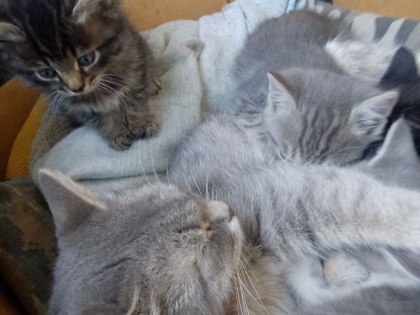 Красивые игривые малыши котята