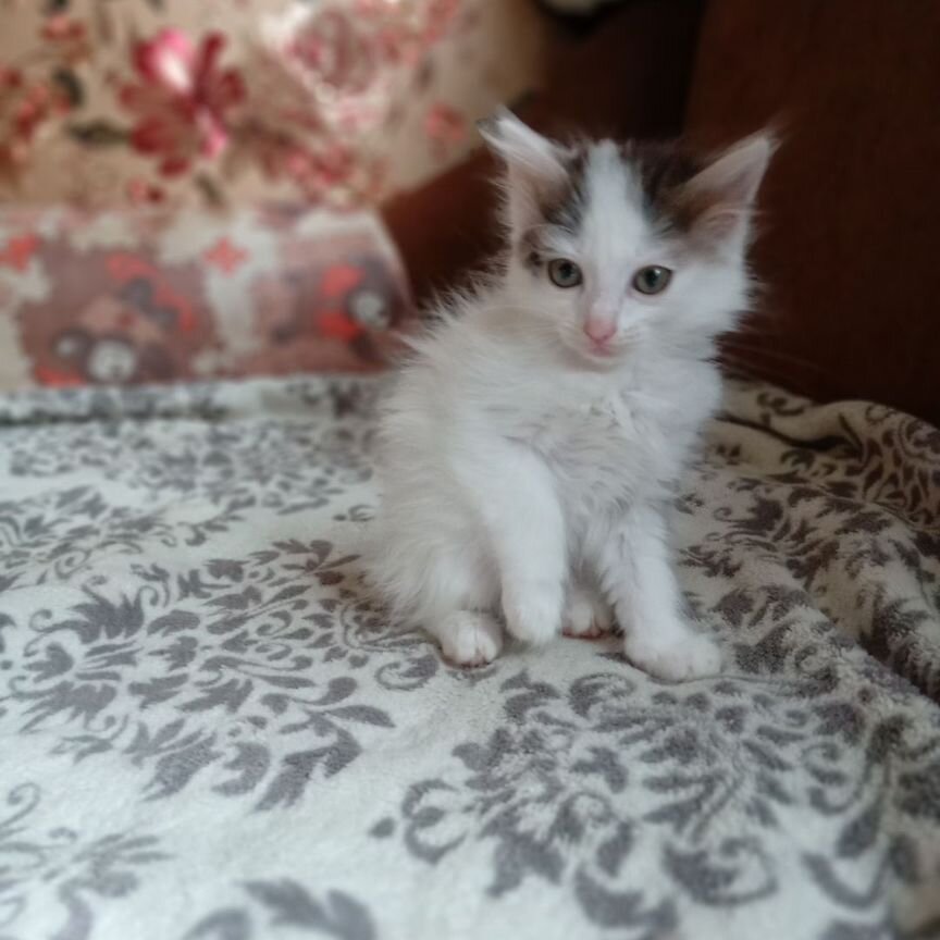 Белый котенок девочка