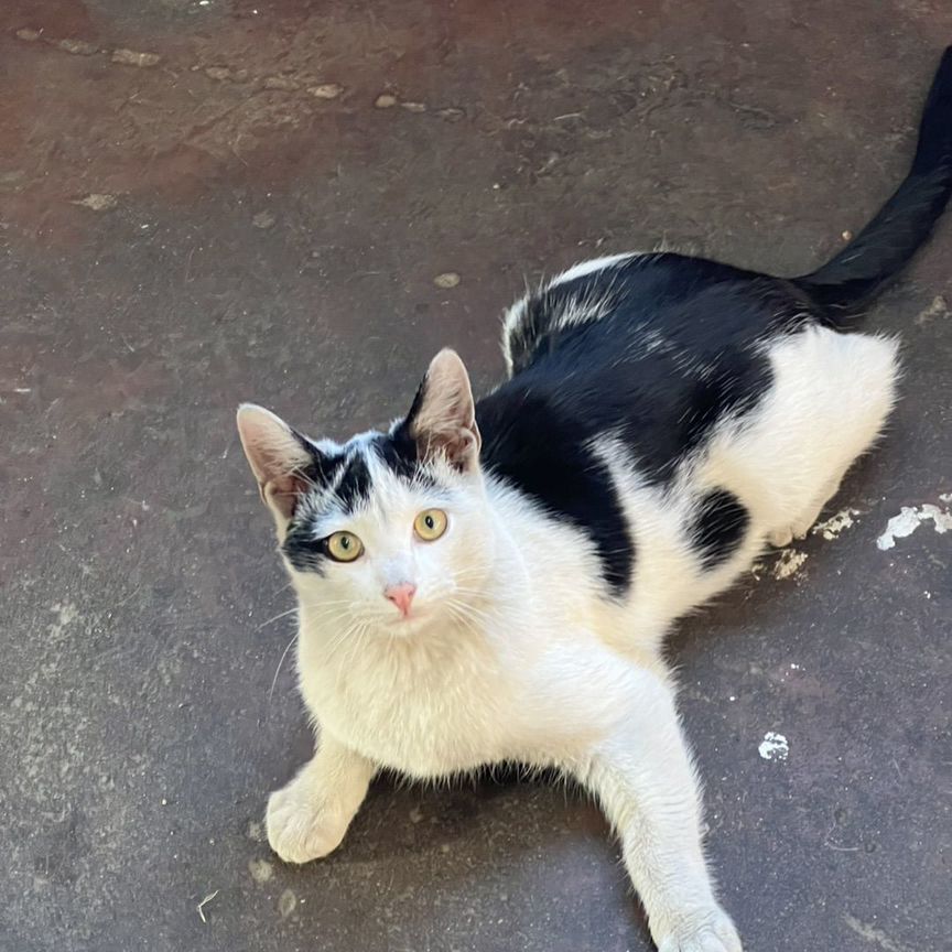 Котенок в добрые руки