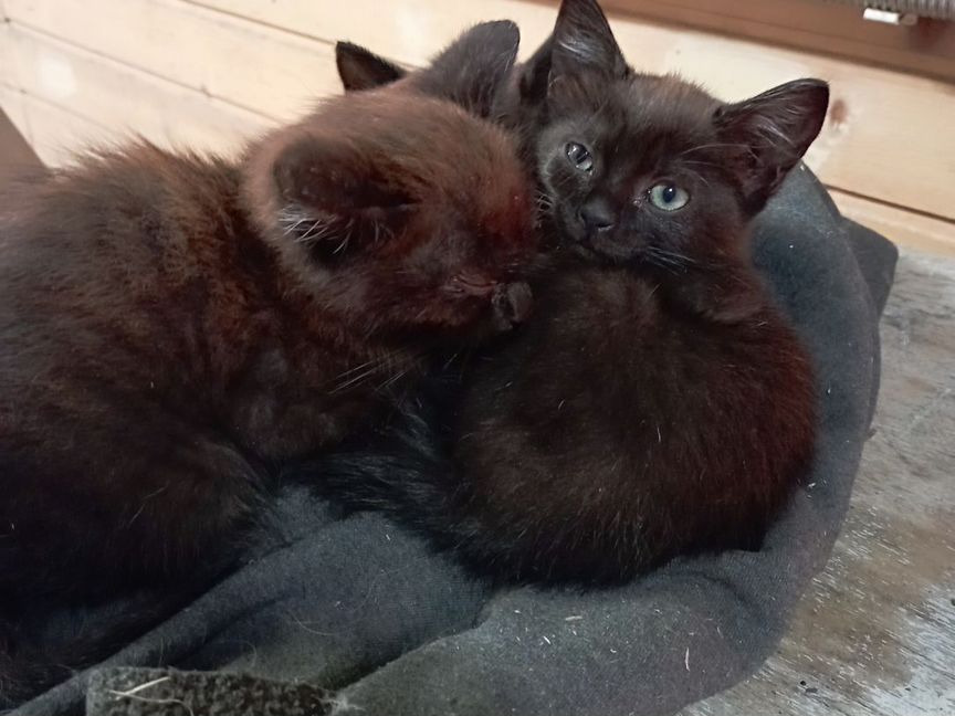 Черныши ищут дом