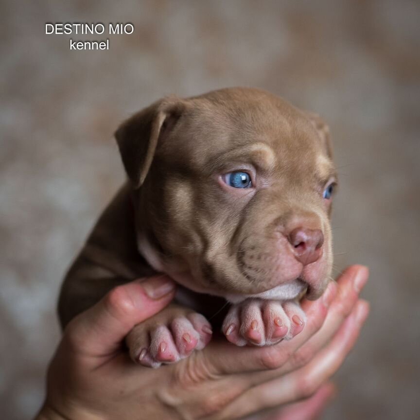 Американский булли