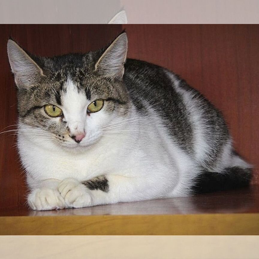 Кошка (возможна доставка) в добрые руки