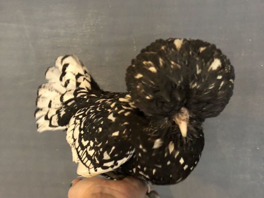 Куры падуаны (серебро, толбунт)