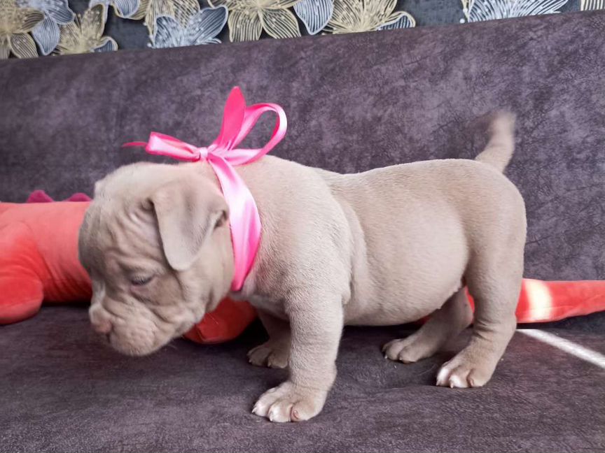 Амбулли обмен