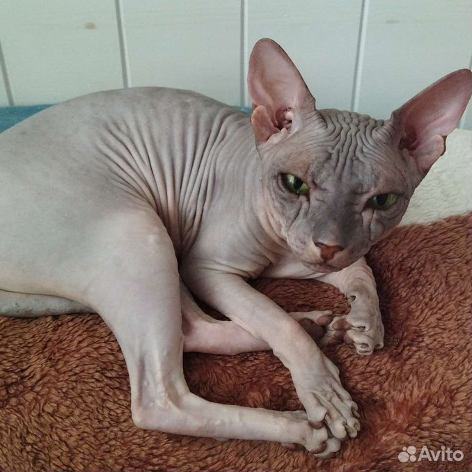 Донской сфинкс девочка