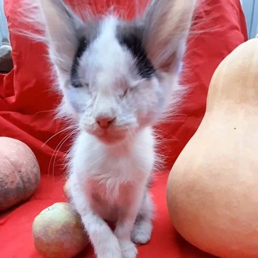 Котенок который видит сердцем в дар