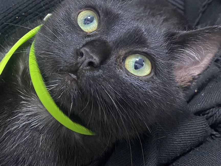 Кот с зеленым ошуйником сенной рынок