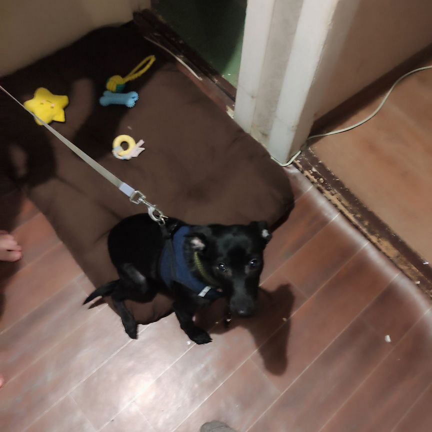 Собака в добрые руки