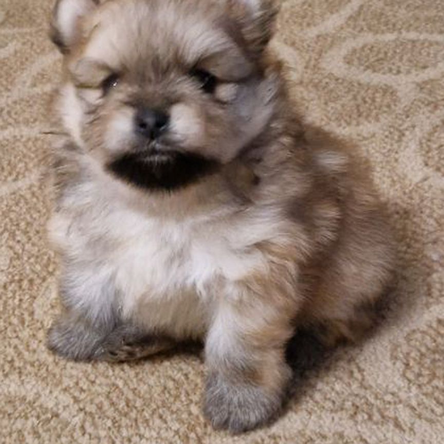 Померанский шпиц, щенок