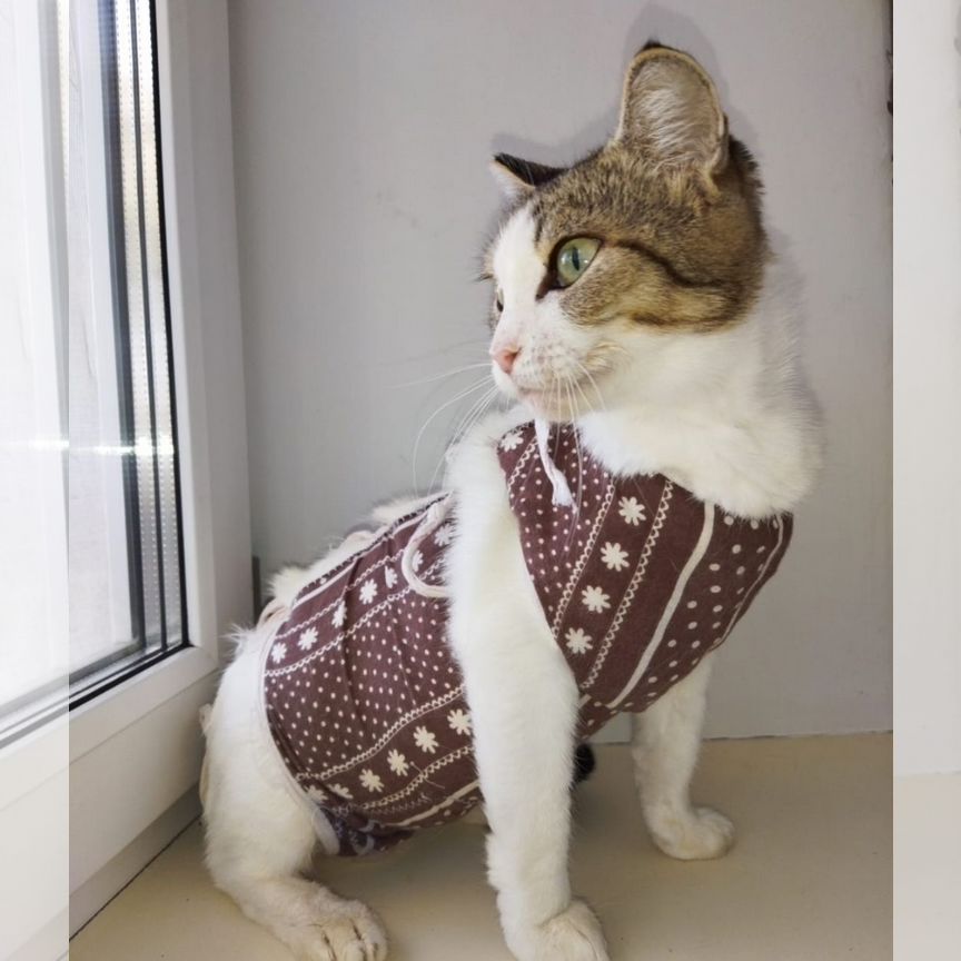 Кошечка Алиса