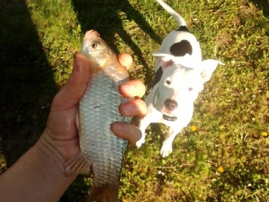 Стафаширский терьер собака