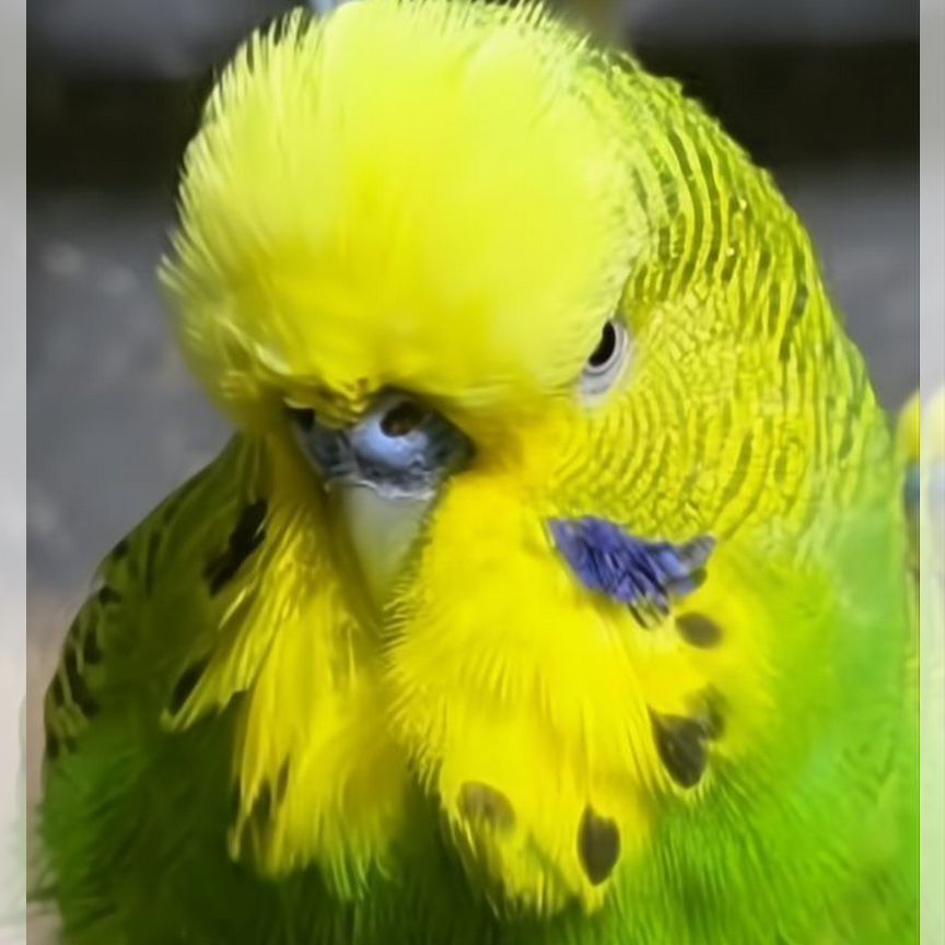 Выставочный волнистый попугай-Чех