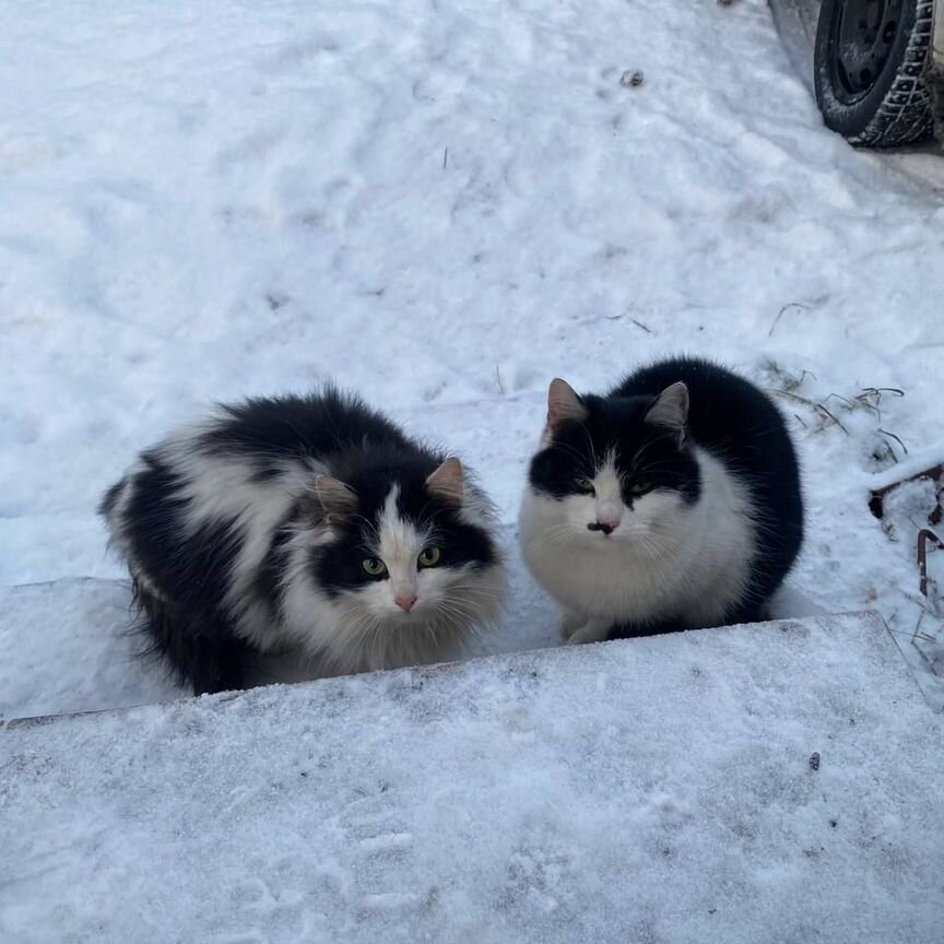 Кот и кошка в добрые руки