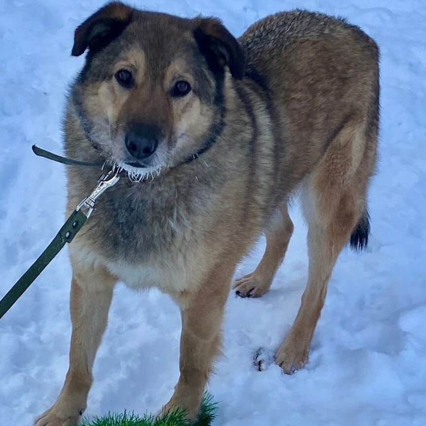 Взрослый пёс в добрые руки