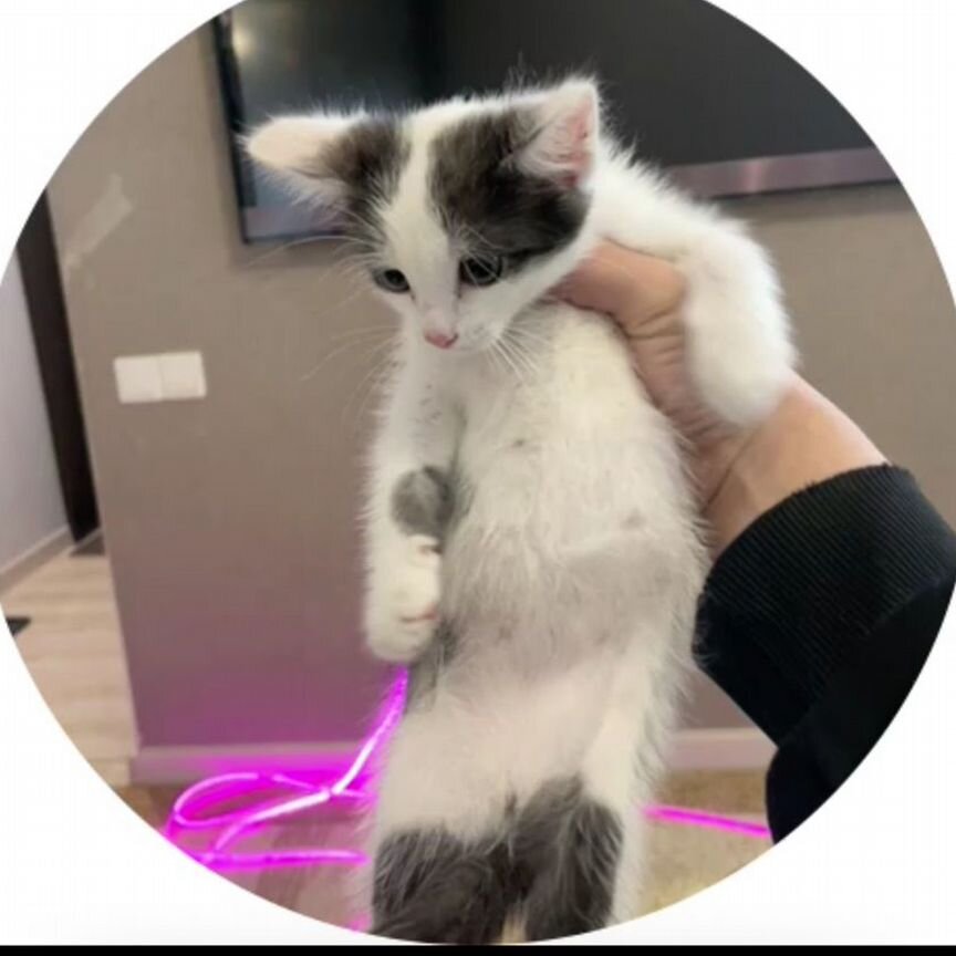 Котёнок в добрые руки