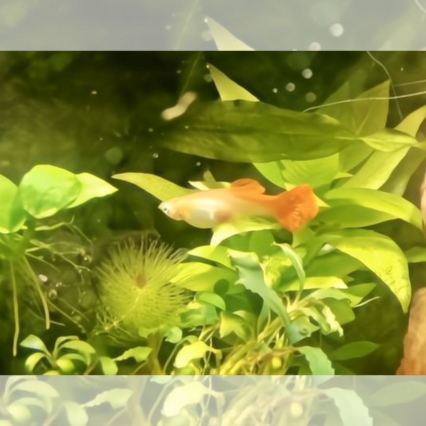 Обменяю самку гуппи на игрушку собаке