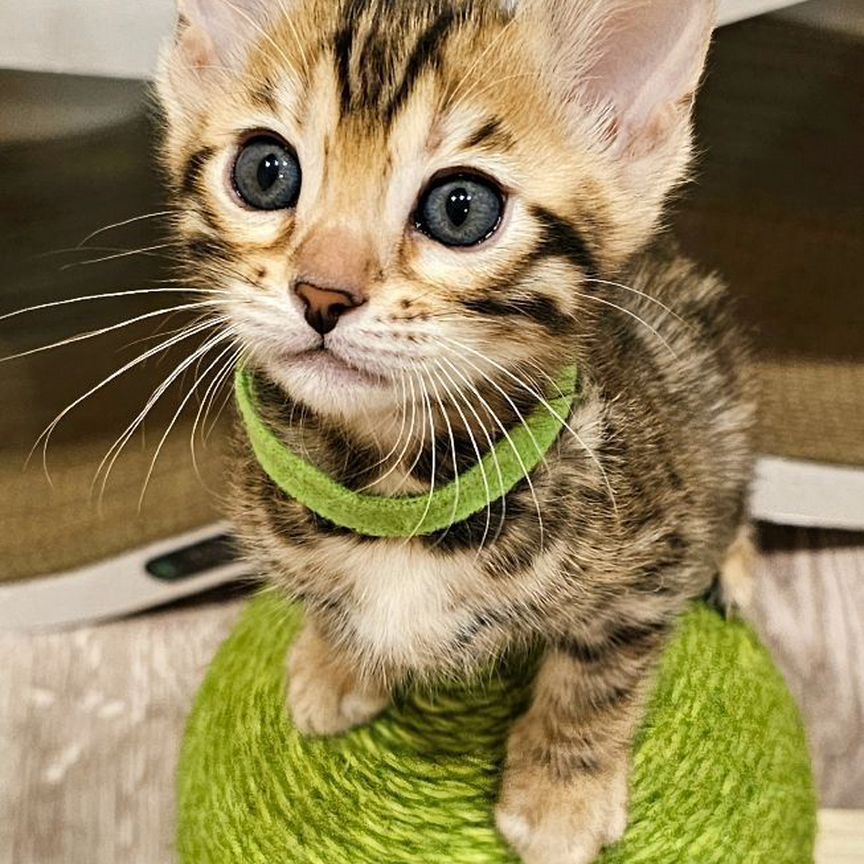 Котята бенгальские