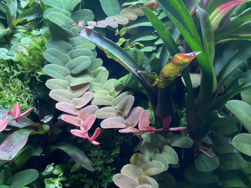 Растения для террариума(маркгавия, фикус)