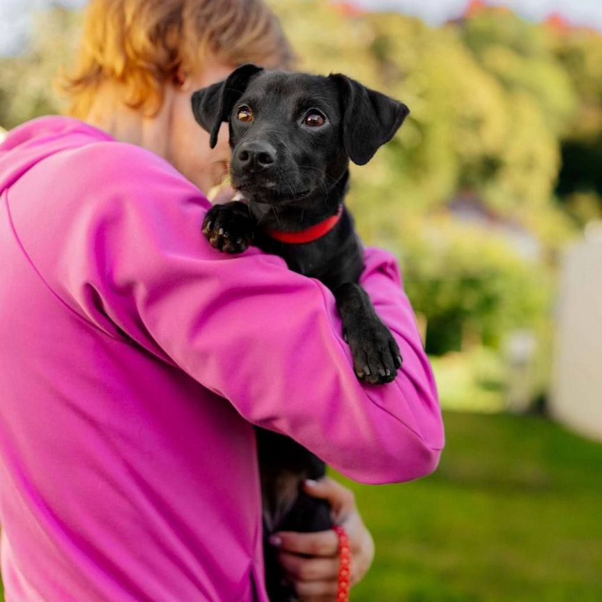 Щенок маленькой собаки в добрые руки